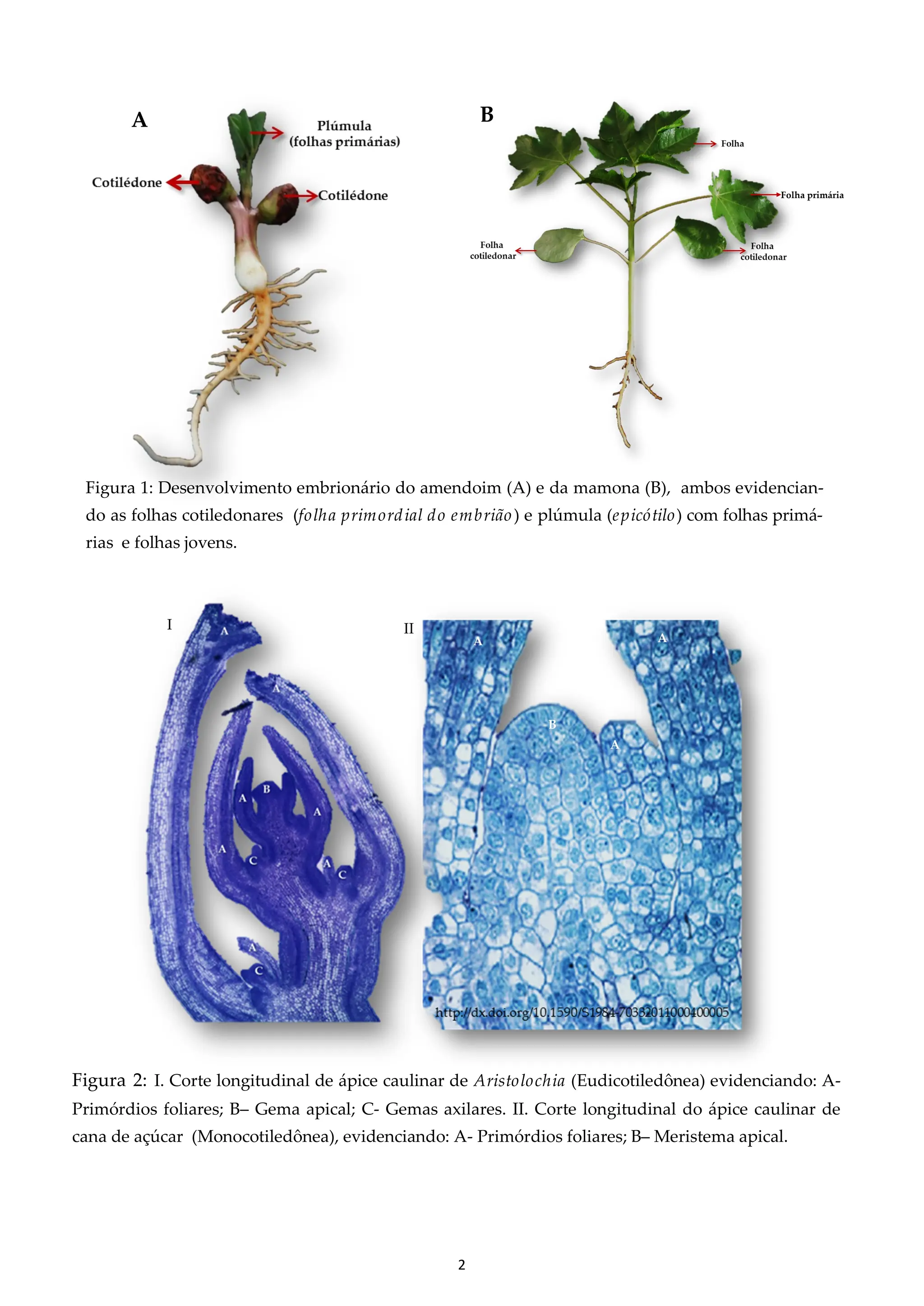morfologia das folhas: tudo sobre classificação das folhas | PDF ...
