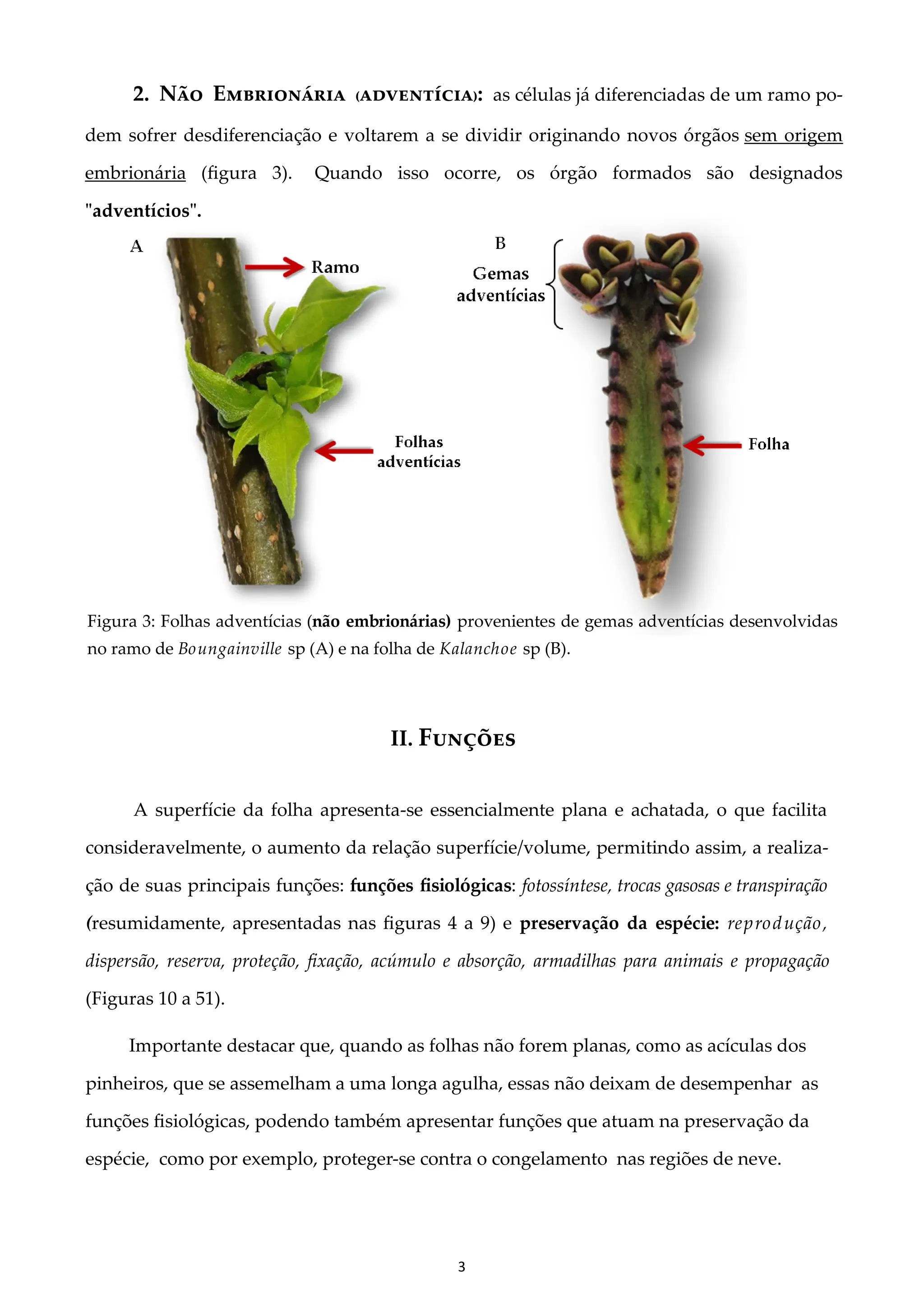 morfologia das folhas: tudo sobre classificação das folhas | PDF ...