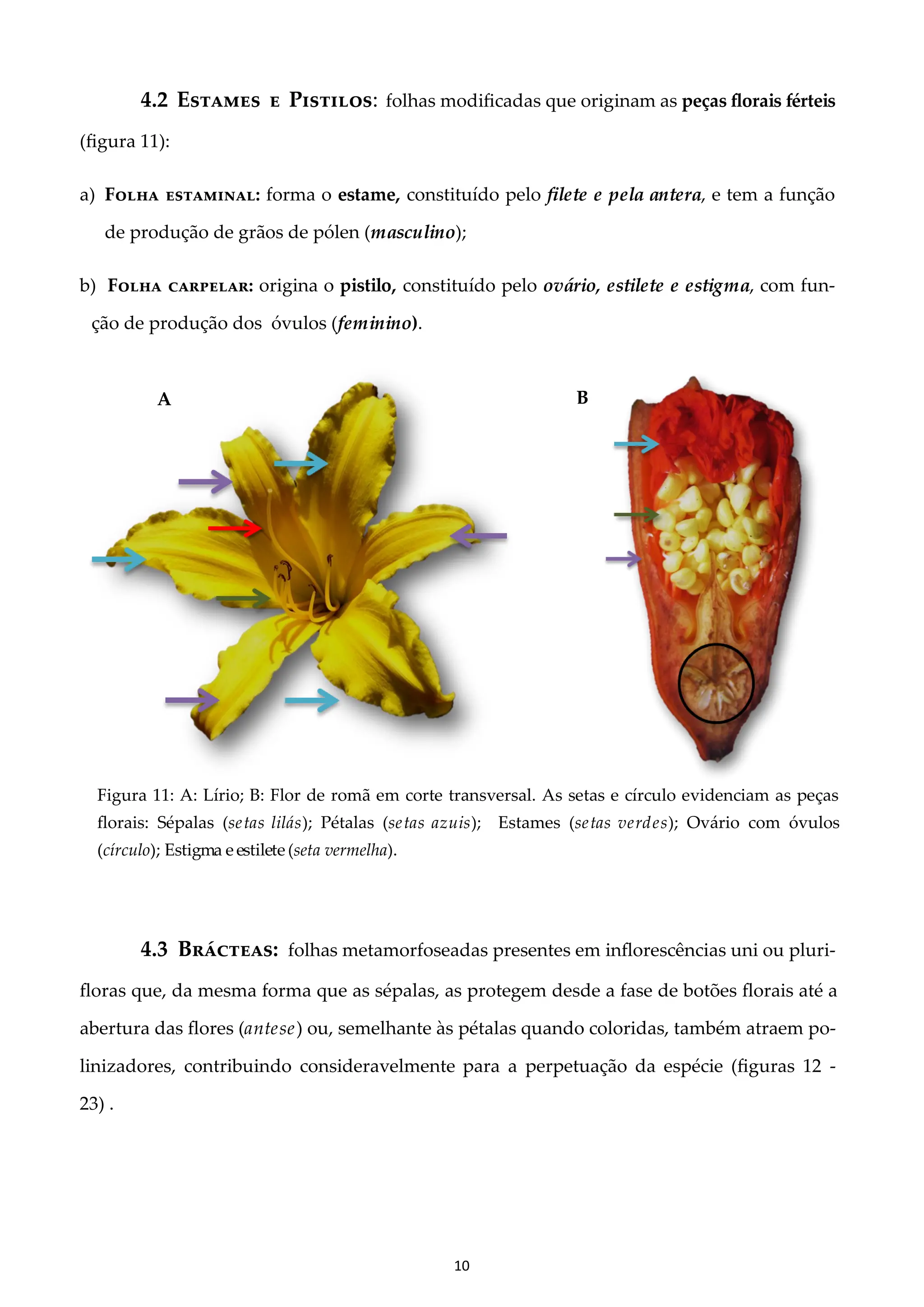 morfologia das folhas: tudo sobre classificação das folhas | PDF ...