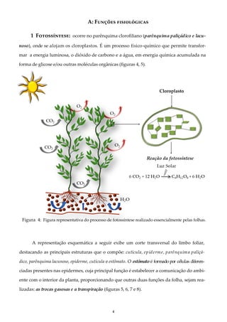 morfologia das folhas: tudo sobre classificação das folhas | PDF