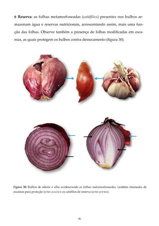 morfologia das folhas: tudo sobre classificação das folhas | PDF