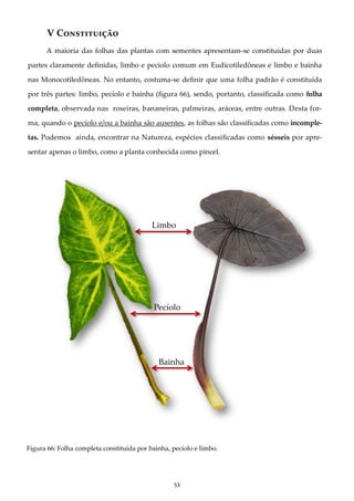 morfologia das folhas: tudo sobre classificação das folhas | PDF