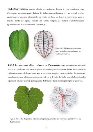 morfologia das folhas: tudo sobre classificação das folhas | PDF