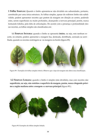 morfologia das folhas: tudo sobre classificação das folhas | PDF