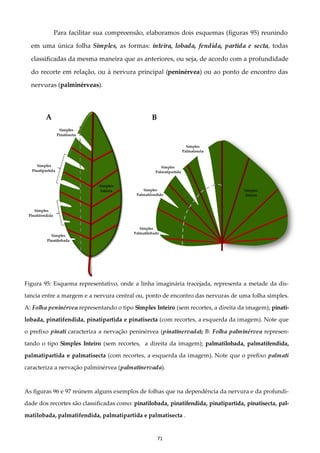 morfologia das folhas: tudo sobre classificação das folhas | PDF
