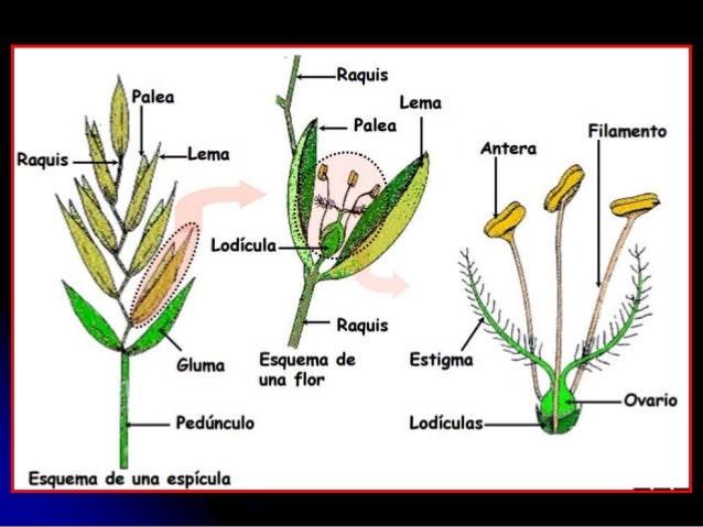 Morfologia gramineas