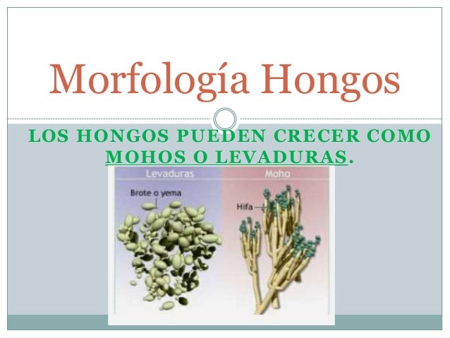 Morfología De Los Hongos , Morfología de los hongos: Introducción – WHLFS