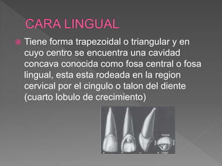 Morfologia Incisivos.pptx
