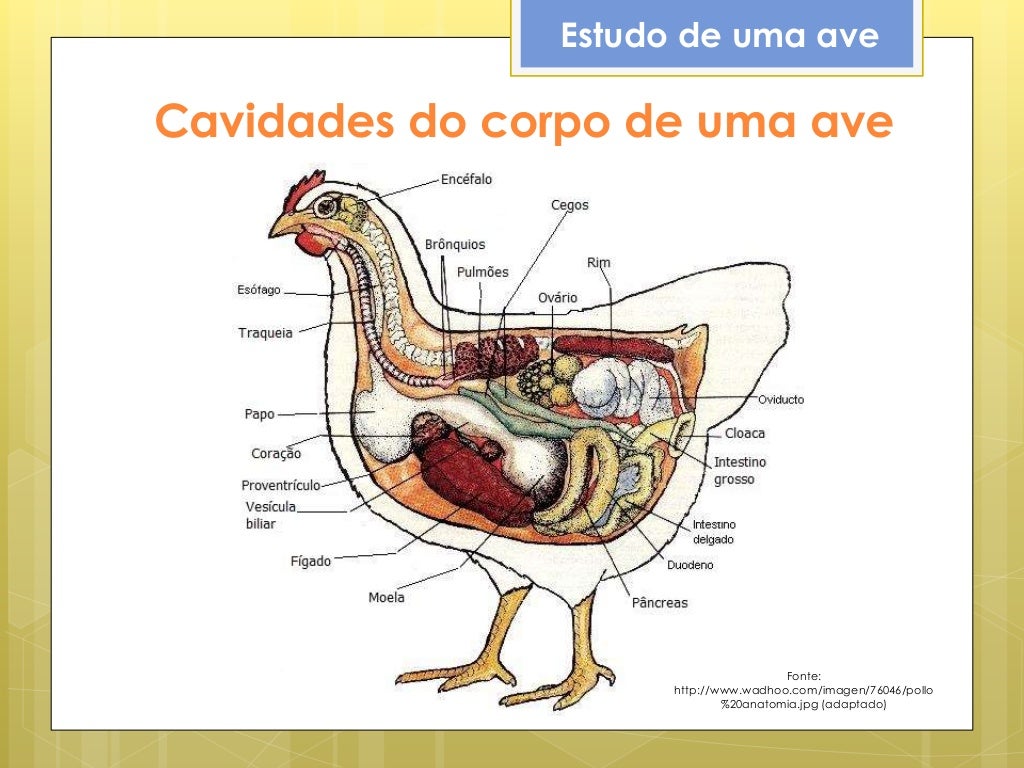 Morfologia interna de uma ave