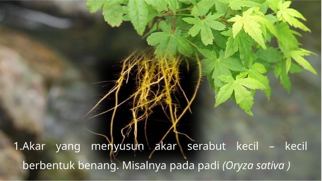 Morfologi Akar JENIS-JENIS AKAR TUMBUHAN.pptx