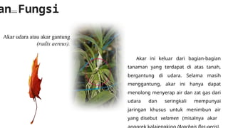 Morfologi Akar JENIS-JENIS AKAR TUMBUHAN.pptx