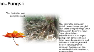 Morfologi Akar JENIS-JENIS AKAR TUMBUHAN.pptx