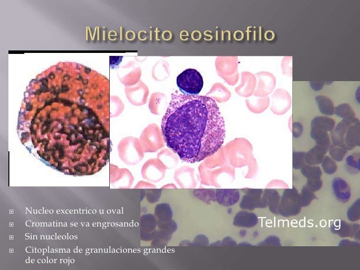 Morfologia leucos