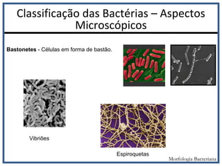 Morfologia, metabolismo, genética e crescimento bacteriano | PPT
