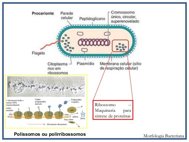 Morfologia, metabolismo, genética e crescimento bacteriano