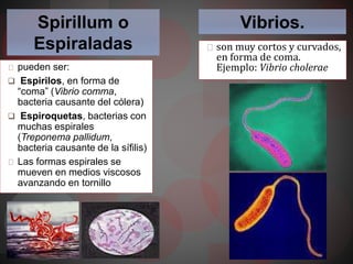 Morfologia microbiana y coloraciones simples | PPTX