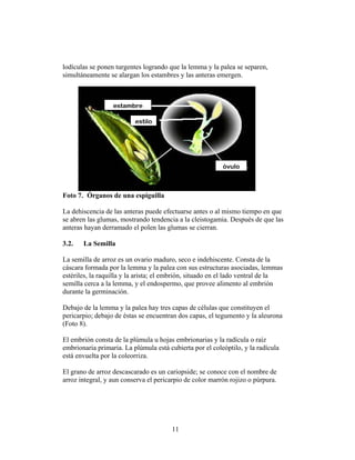Morfologia planta arroz | PDF