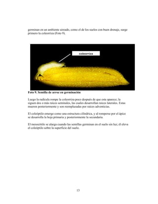 Morfologia planta arroz | PDF