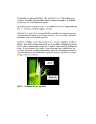 Morfologia planta arroz | PDF