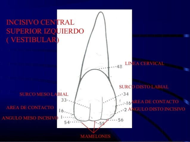 Morfologias de los dientes superiores 2