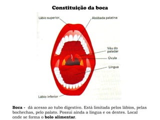 Morfologia sistema digestivo | PPT