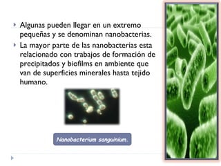 Morfologia, Taxonomia Y NutricióN De Los Microorganismos | PPT