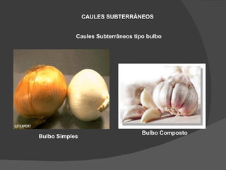 Biologia - Morfologia Vegetal | PPT