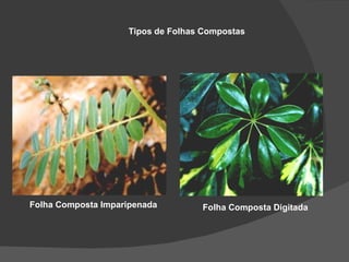 Biologia - Morfologia Vegetal | PPT