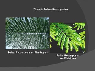 Biologia - Morfologia Vegetal | PPT