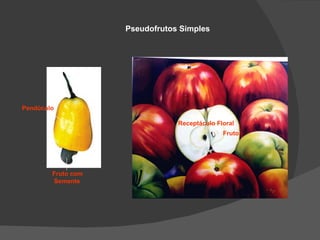 Biologia - Morfologia Vegetal | PPT