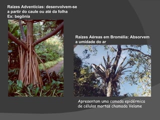 Biologia - Morfologia Vegetal | PPT