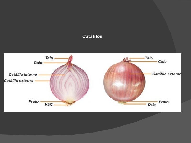 Biologia - Morfologia Vegetal