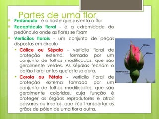 MORFOLOGIA VEGETAL -FLOR, SEMENTE , FRUTO.pptx