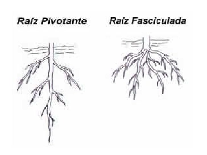 Morfologia vegetal 2o.m