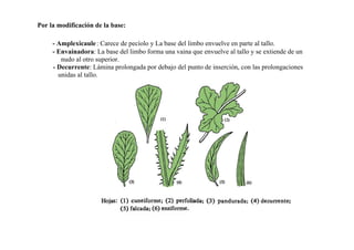 Morfologia vegetal de la hoja | PDF