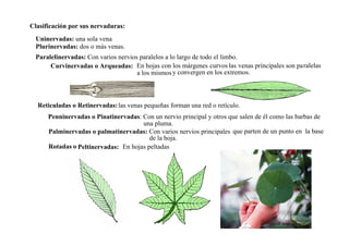 Morfologia vegetal de la hoja | PDF