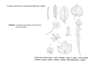 Morfologia vegetal de la hoja | PDF