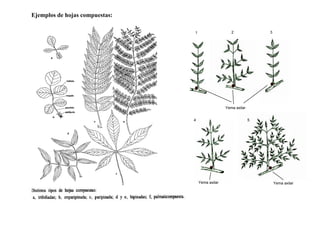 Morfologia vegetal de la hoja | PDF