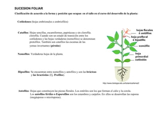 Morfologia vegetal de la hoja | PDF