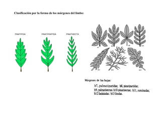 Morfologia vegetal de la hoja | PDF