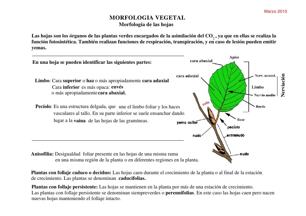 Morfologia Vegetal