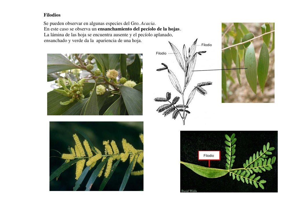 Morfologia vegetal de la hoja