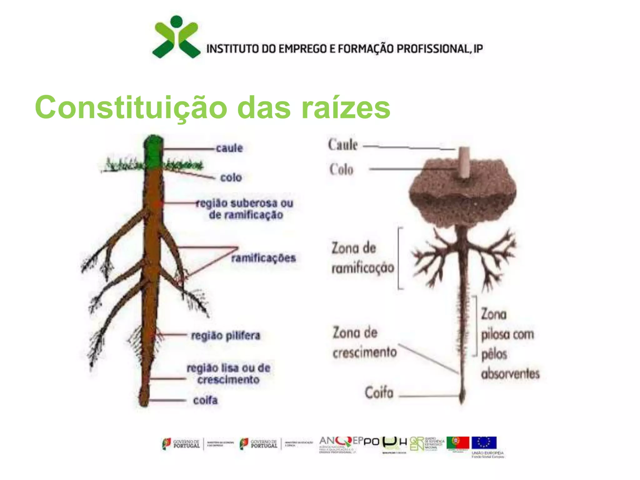 Morfologia vegetal_RAIZ.ppt