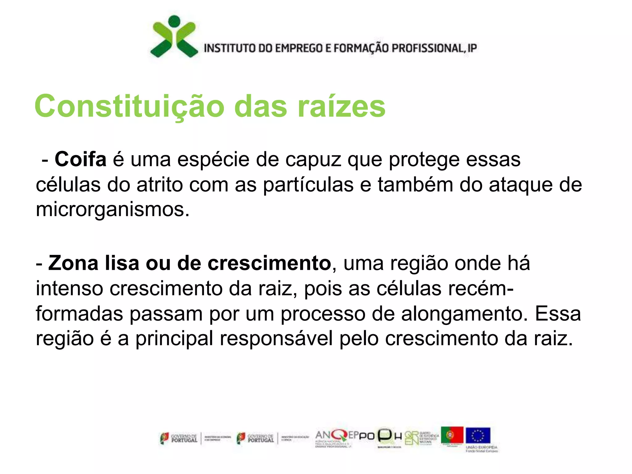 Morfologia vegetal_RAIZ.ppt