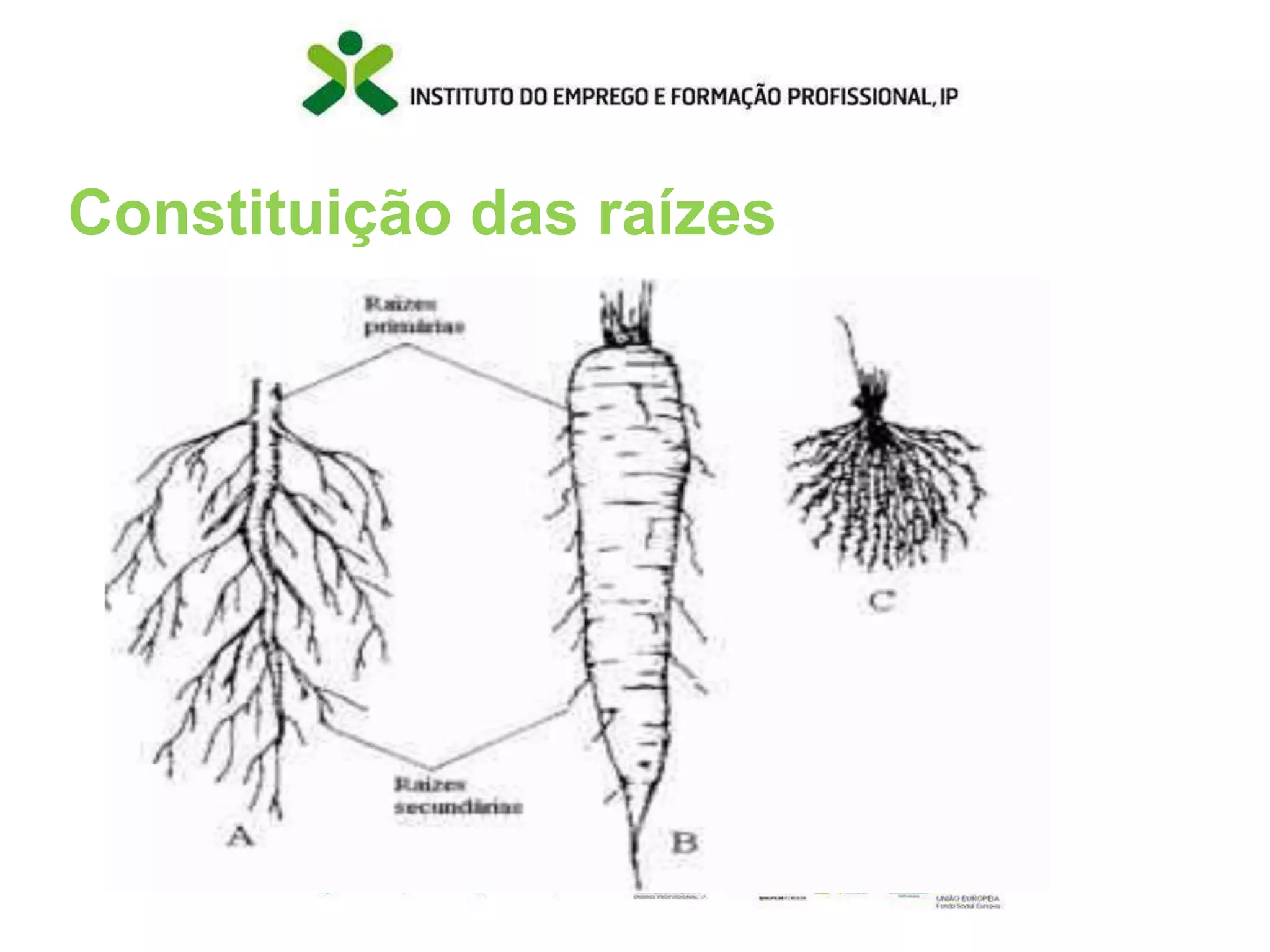 Morfologia vegetal_RAIZ.ppt
