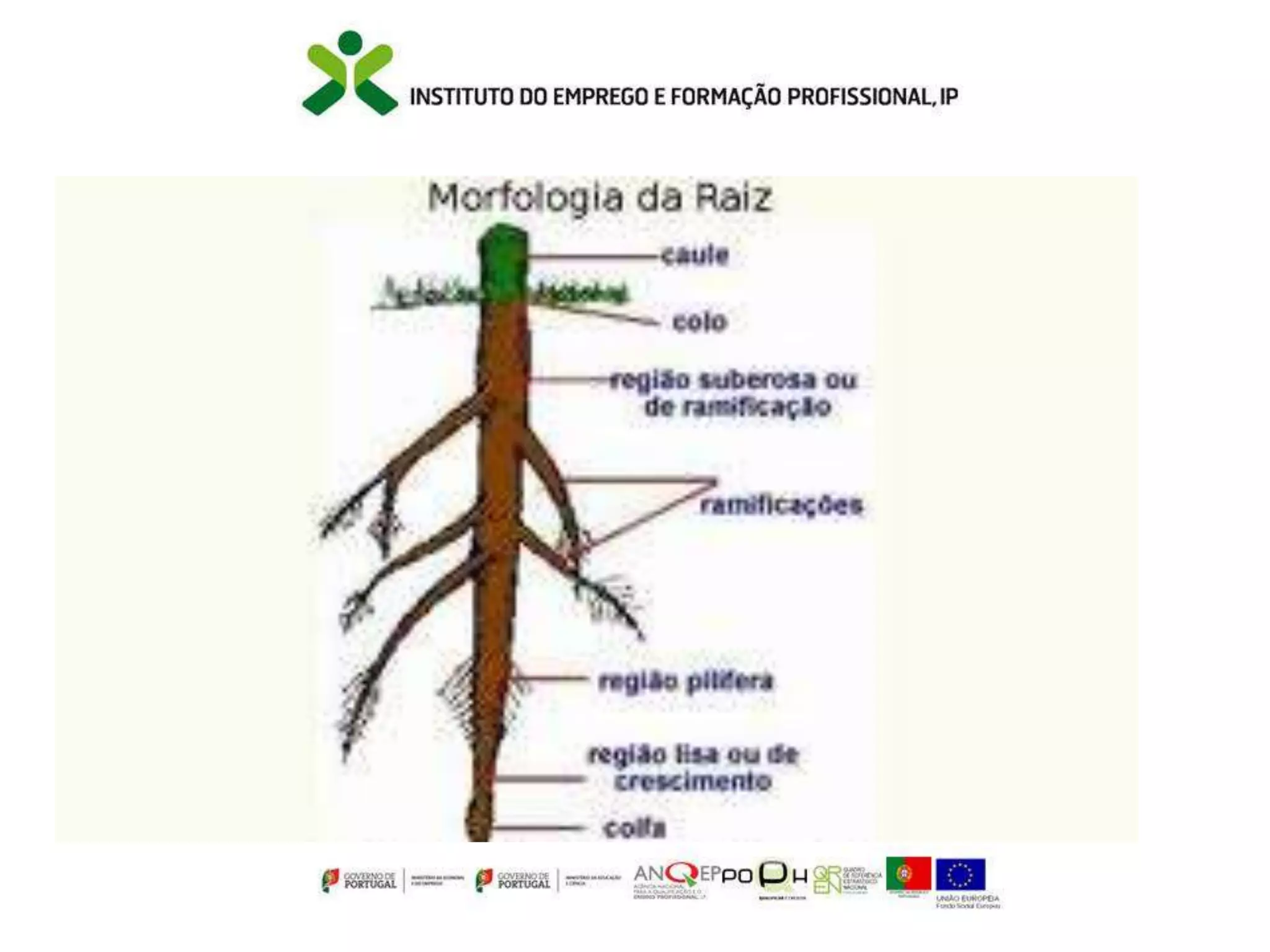 Morfologia vegetal_RAIZ.ppt