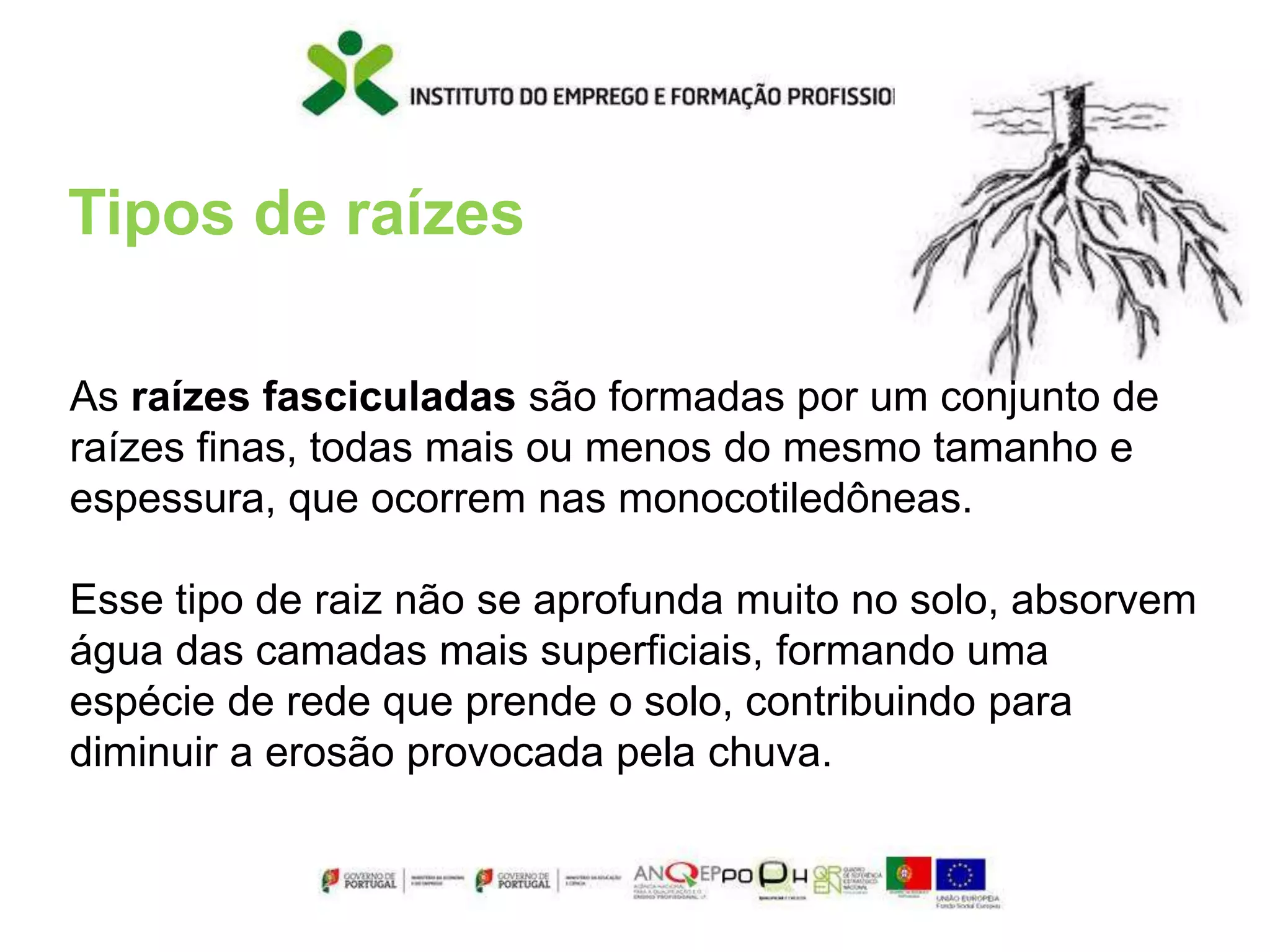 Morfologia vegetal_RAIZ.ppt