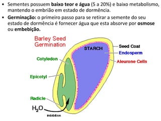 Morfologia vegetal, semente raiz caule e folha | PPT