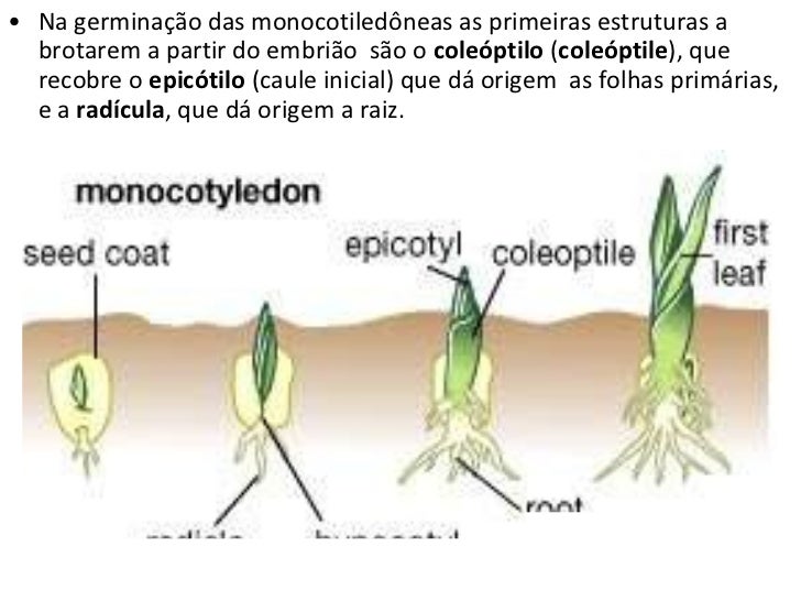 Morfologia vegetal, semente raiz caule e folha