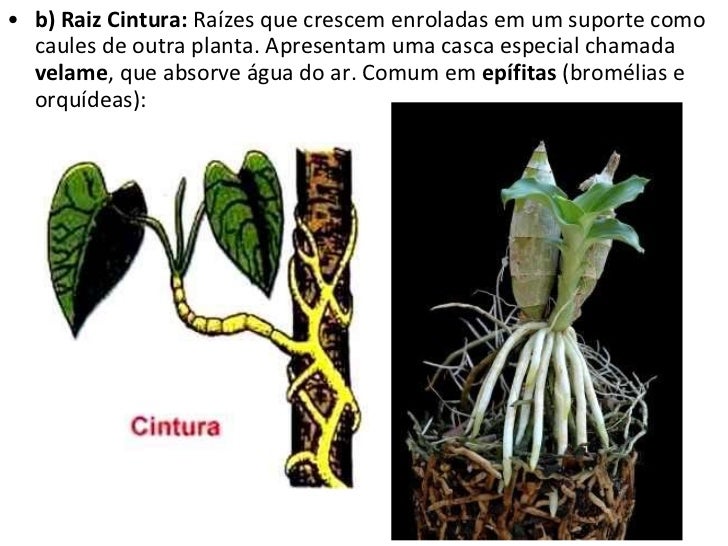 Morfologia vegetal, semente raiz caule e folha